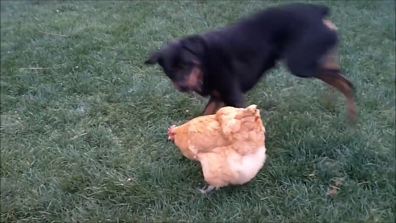 Big BIG Dogs Compilation - YouTube