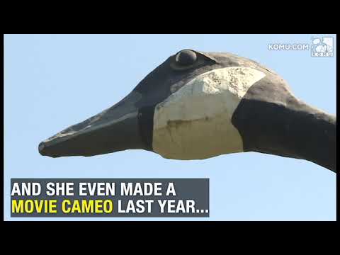 World's largest goose lives in mid-Missouri - YouTube