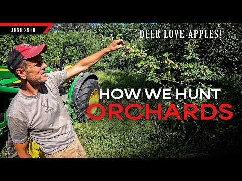 How we Hunt Orchards - Deer Love Apples | Bowhunting Whitetails w/ Bill Winke