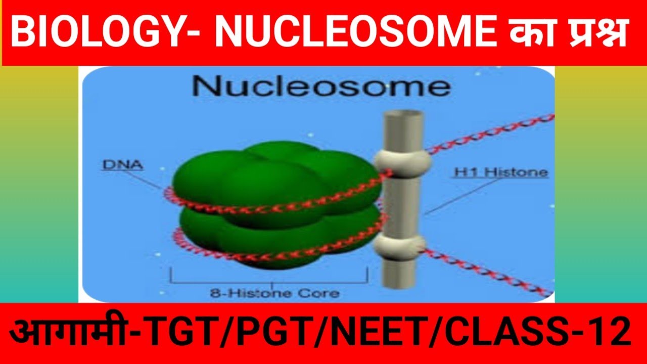 structure of nucleosome|dna pakaging|| sturcture of nucleosome class 12 ...