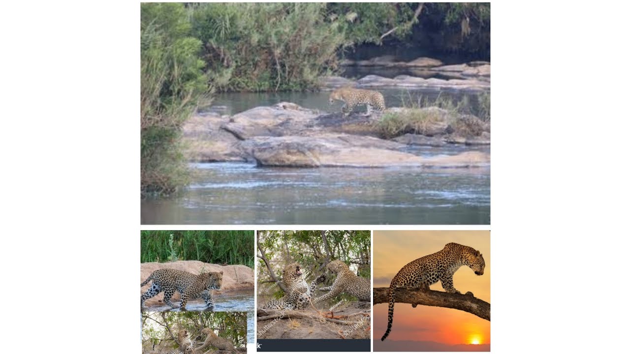 leopard on tree watching leopards fights bushes riverside leopard hunt ...
