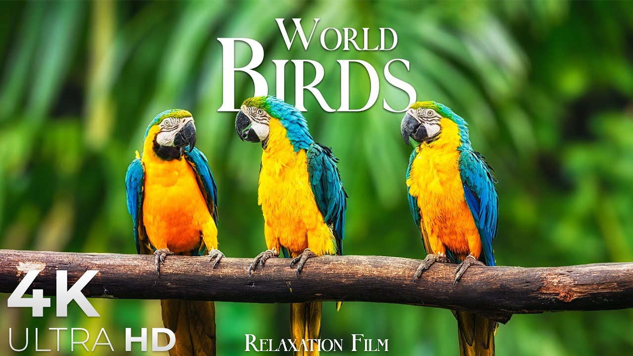 Birds 4K • Relaxation Film with Peaceful Meditation Music - YouTube