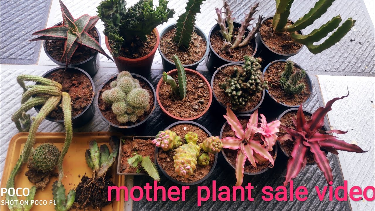 low cost plant sale# mammilaria cactus# mother cactus# variegated ...