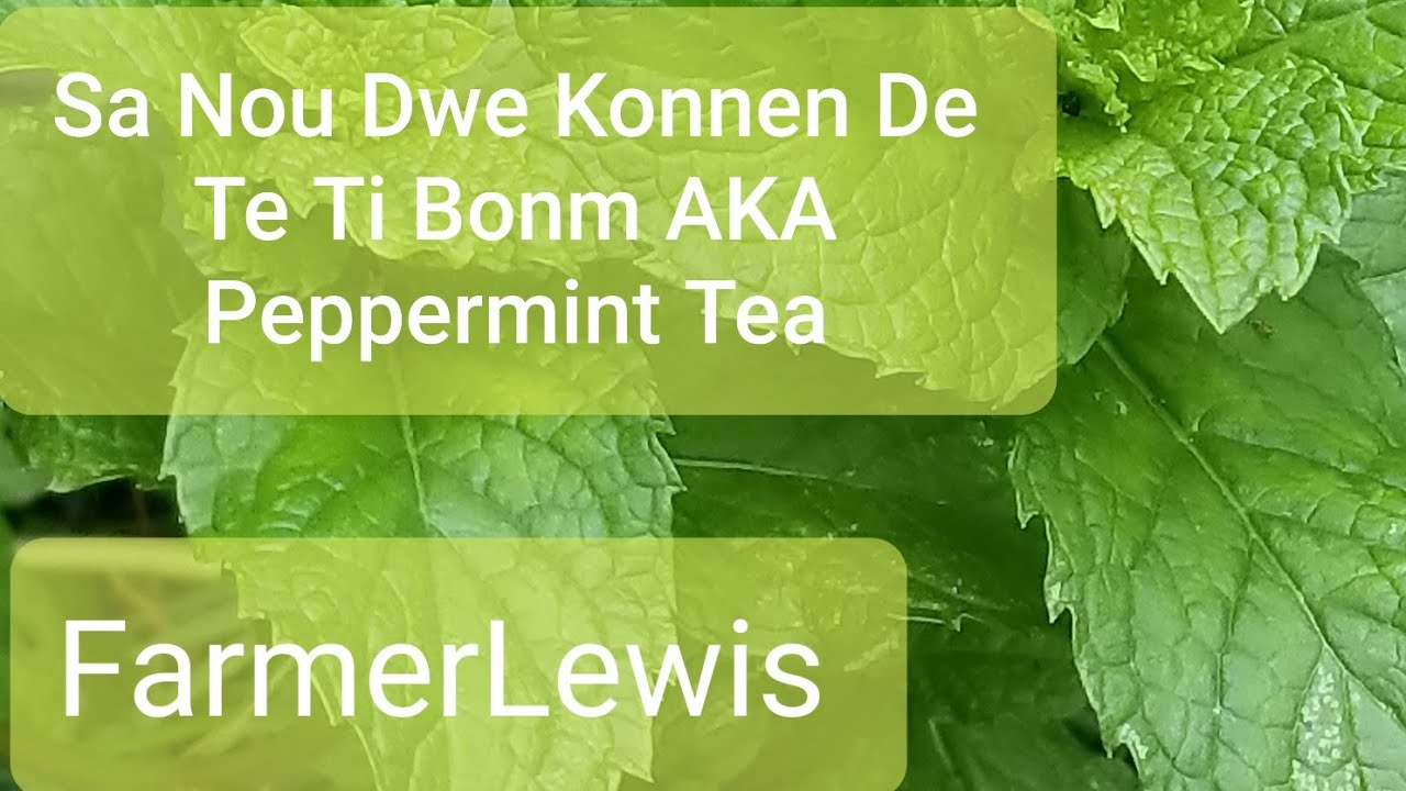 Sa Nou Dwe Konnen De Ti Bonm aka Peppermint Plant - YouTube