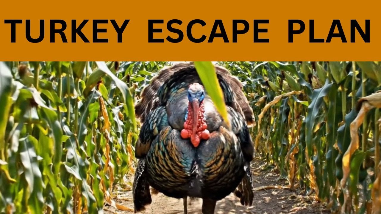 Turkey Escape Plan - YouTube