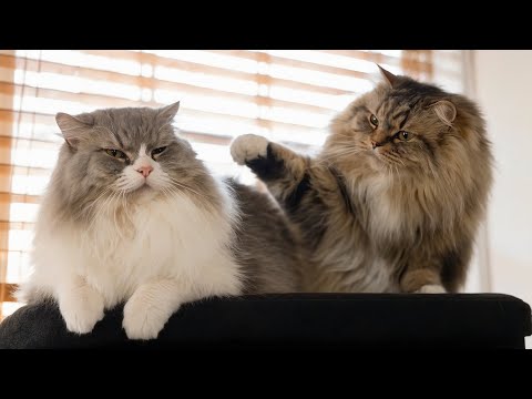 King Of The Box 👑 (Cookie vs Dusty)