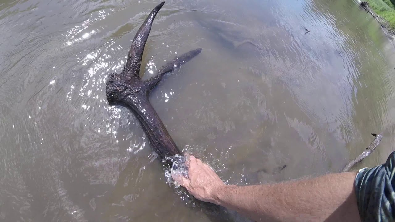 Monstrous Elk Antler Found - YouTube