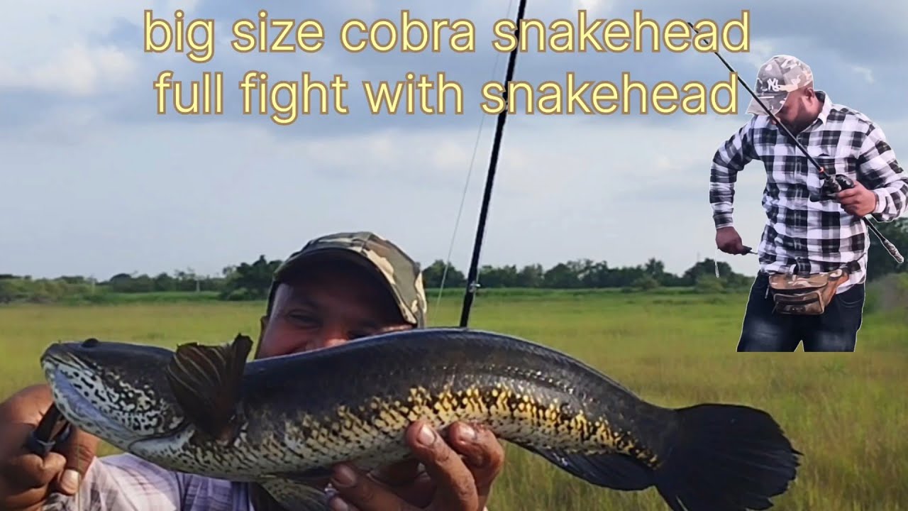How to catch big size cobra snakehead fish marel machi fish video - YouTube
