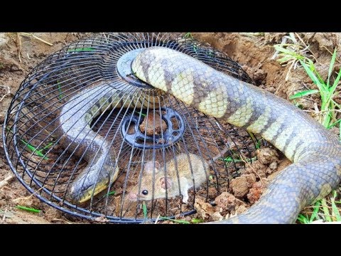 Amazing Snake Trap 2018_Amazing Snakes Trap__Catching Snakes - Village ...