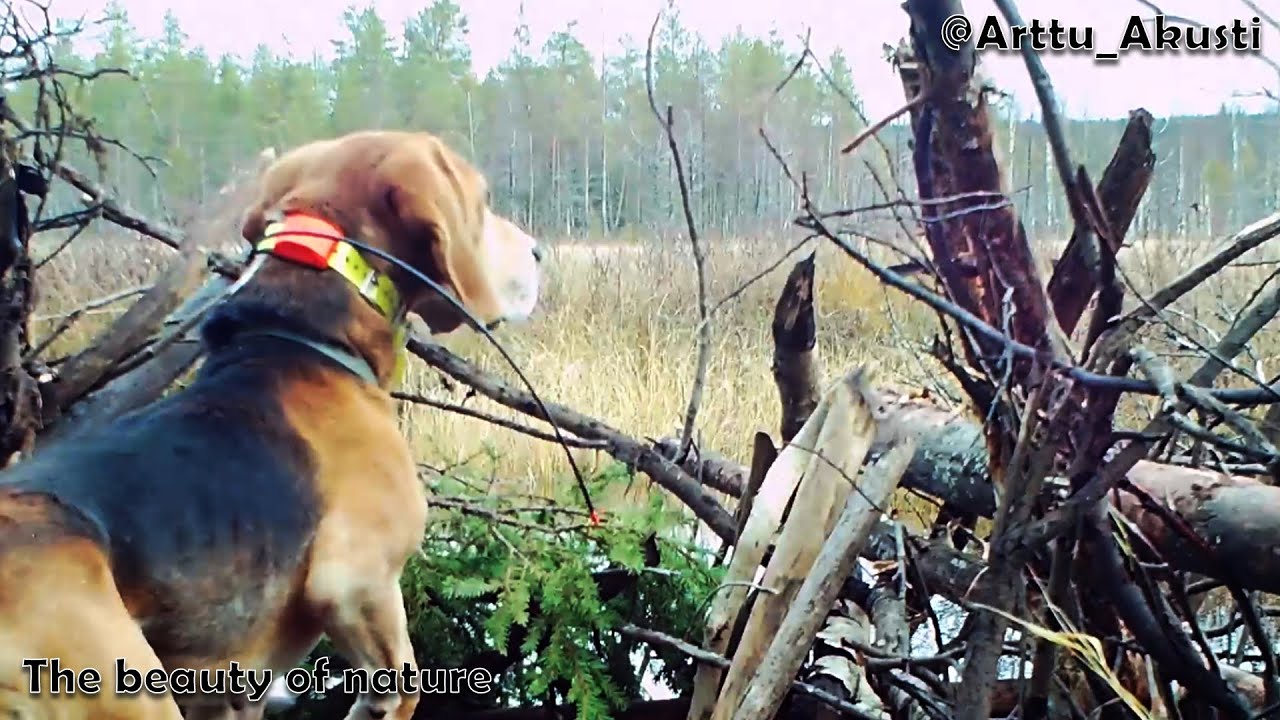 Arttu Akusti - Ekku the Dog and the Unexpected Rain - YouTube