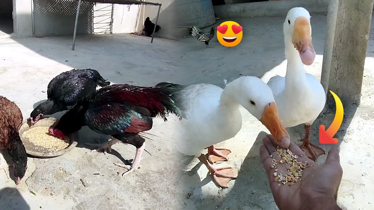 Aseel Trio I Aur Geese | Fancy Hens Vlog - YouTube