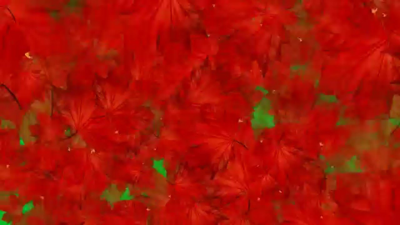 leaf petals scattered green screen backgrounds loops - YouTube