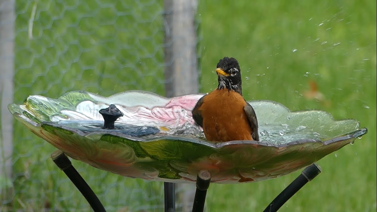 American Robin Cooling Off in Bird Bath - YouTube