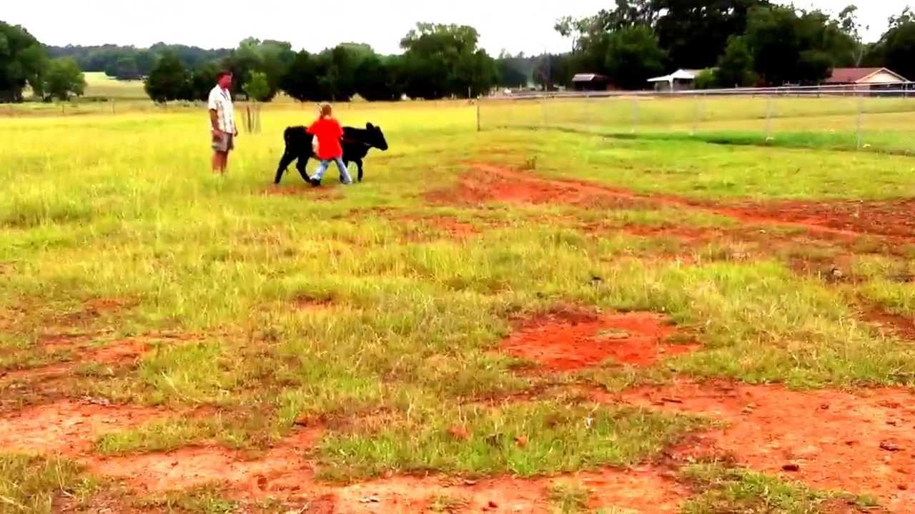 Halter breaking our miniature belted galloway, Daisy. Come visit Oliver ...