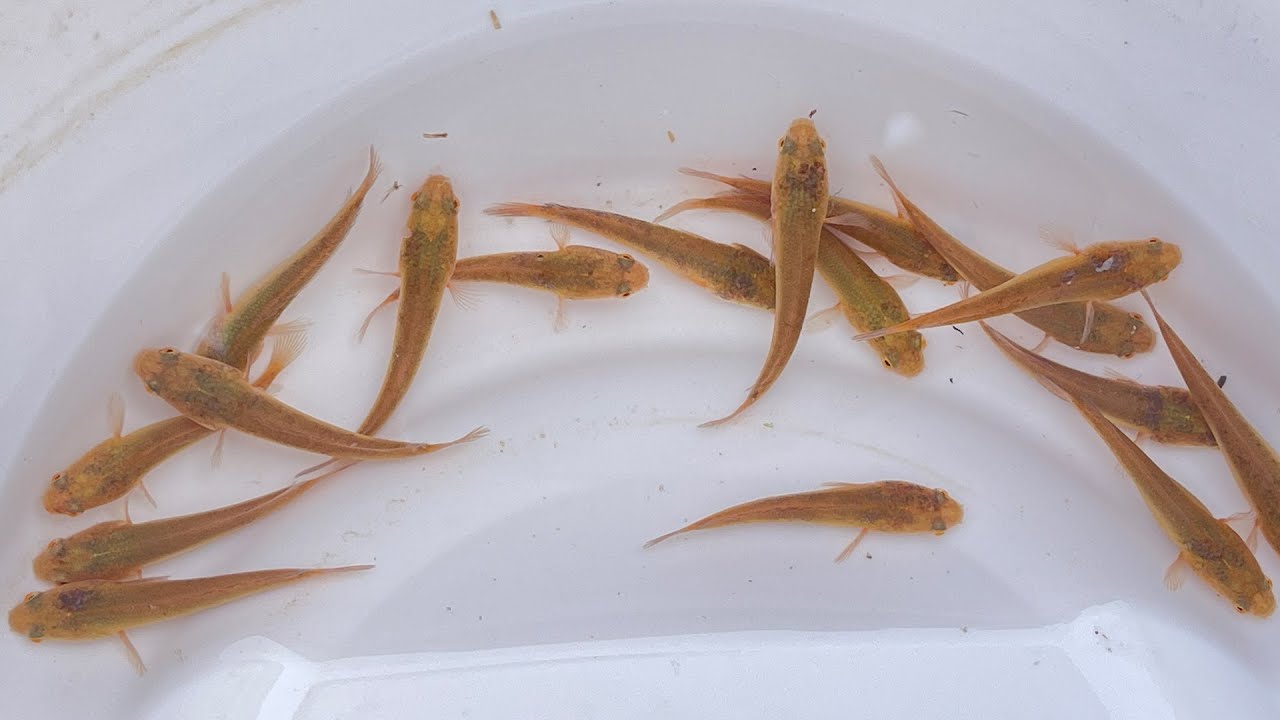 Capture and observe various creatures in Cambodia lake. shrimp, baby ...