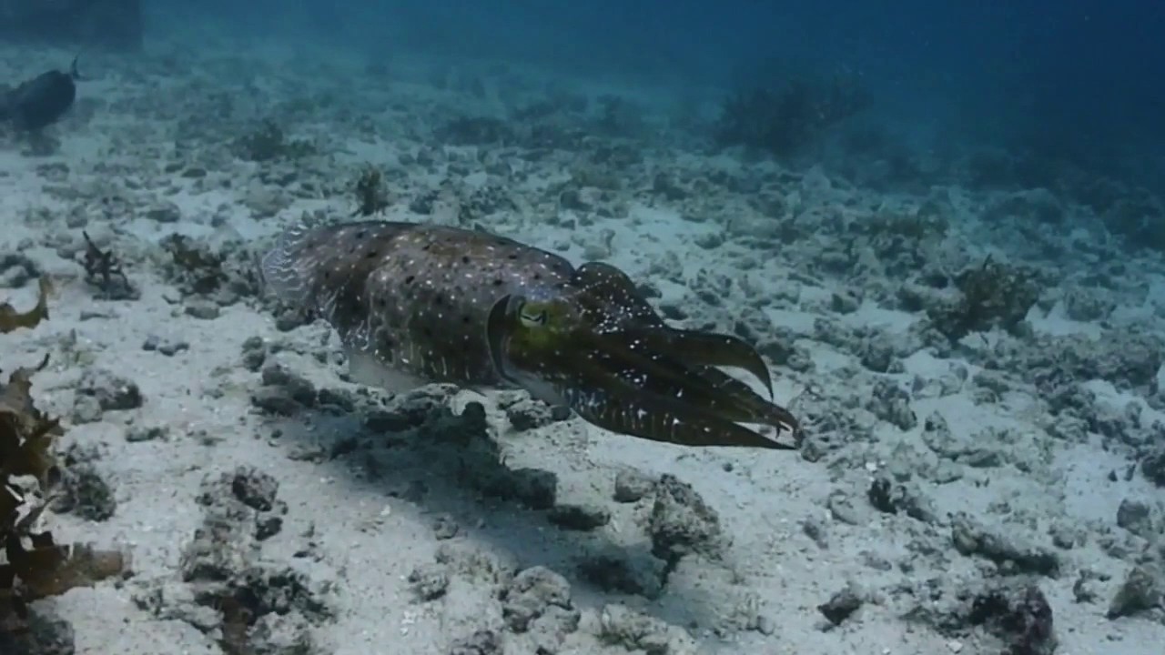 Cute Cuttlefish by PAI II - YouTube