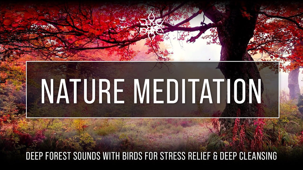 Nature Meditation: Deep Forest Sounds with Birds for Stress Relief ...