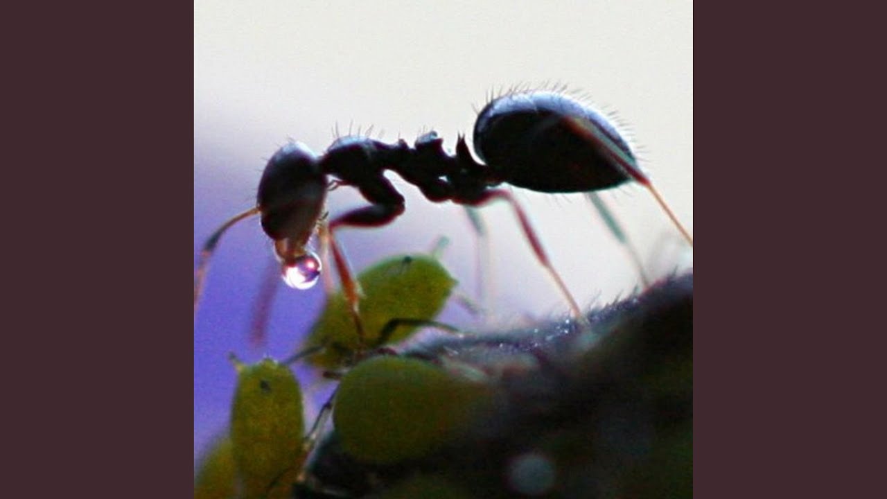 Army Ants - YouTube