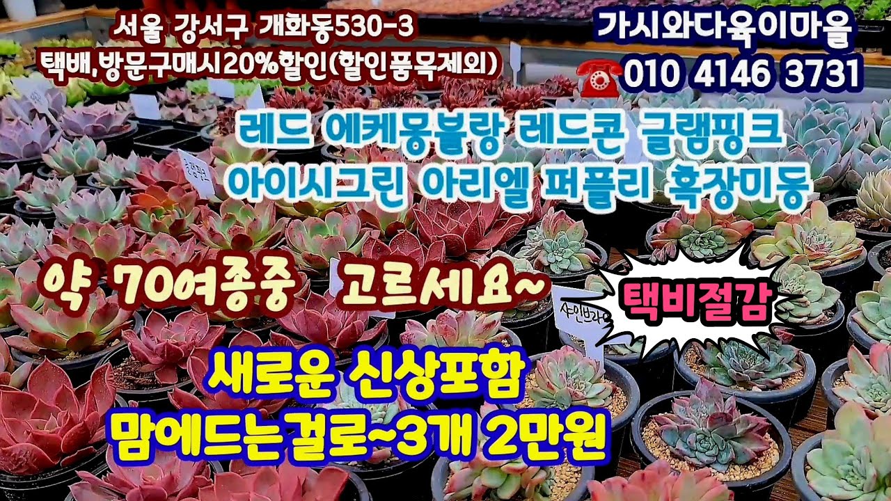 가시와다육이마을 신상다육포함 맘에드는품종으로3개2만🌼70여품종중선택🌼3개구매시 택비절감👍화려한빛감발산succulents