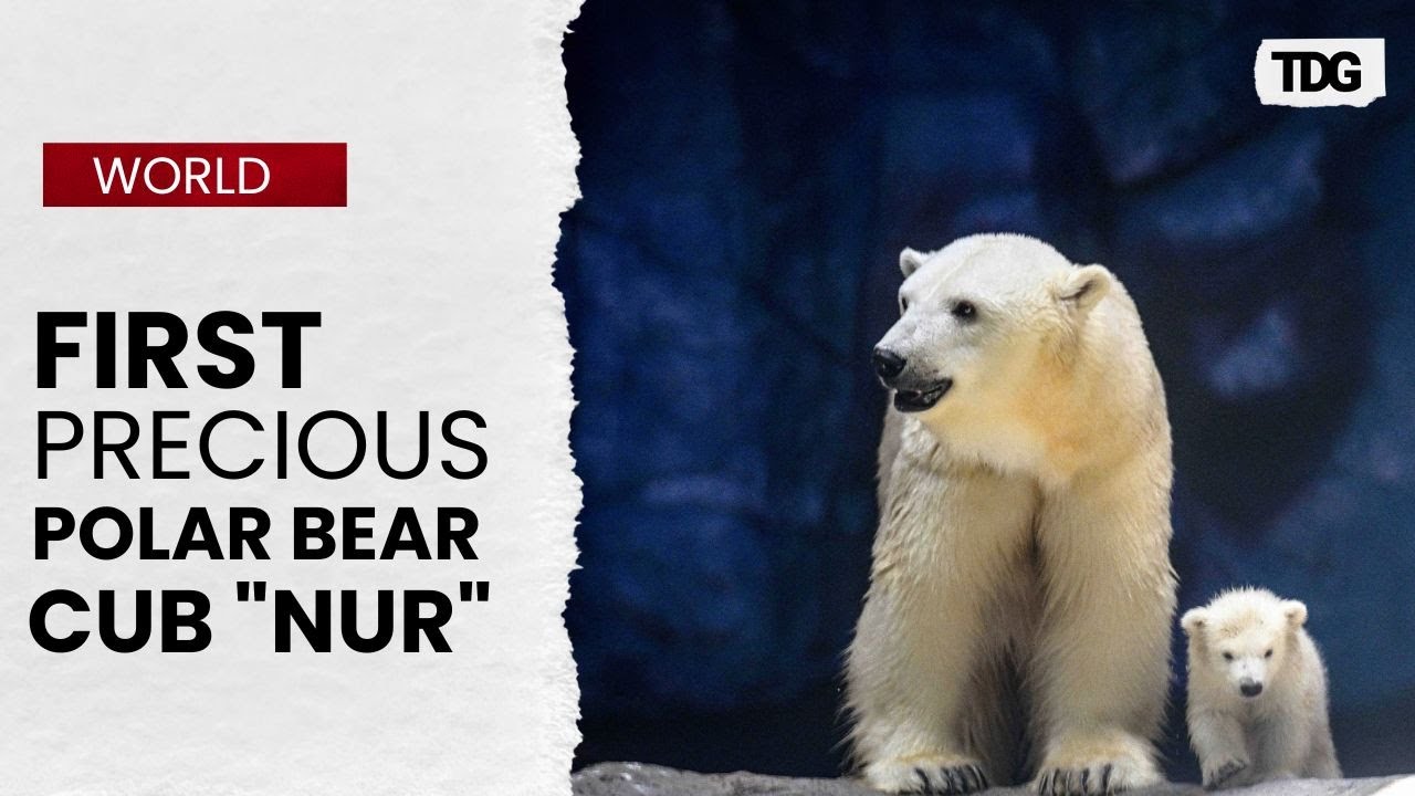 History Made! Brazil’s Sao Paulo Aquarium Welcomes Its First Polar Bear ...