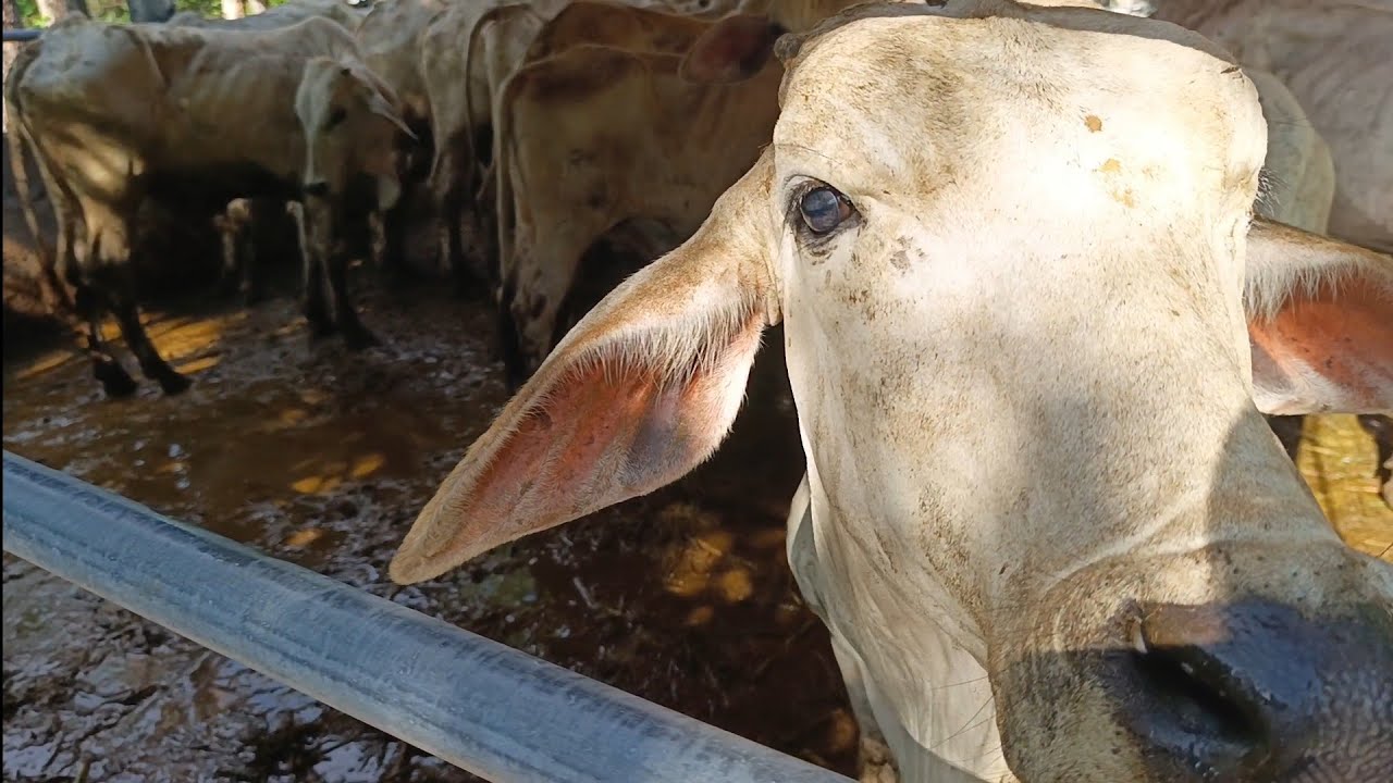 Ginabi na Naman sa Pag Sipat ng Baka😆😅🦬🐃🐂🐄🐐#happyfarming #cow # ...