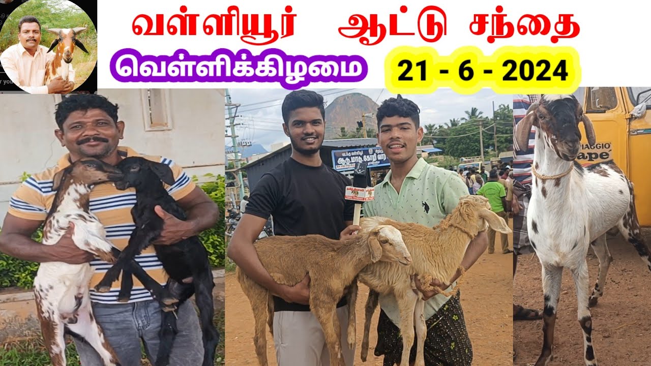 20 - 6 - 2024 / வெள்ளிக்கிழமை / வள்ளியூர் ஆட்டு சந்தை / Vallioor ...