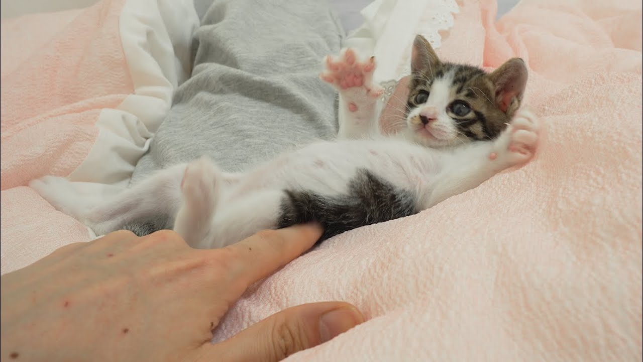 A Baby Kitten's Cute Behavior When I Tickle Him - YouTube