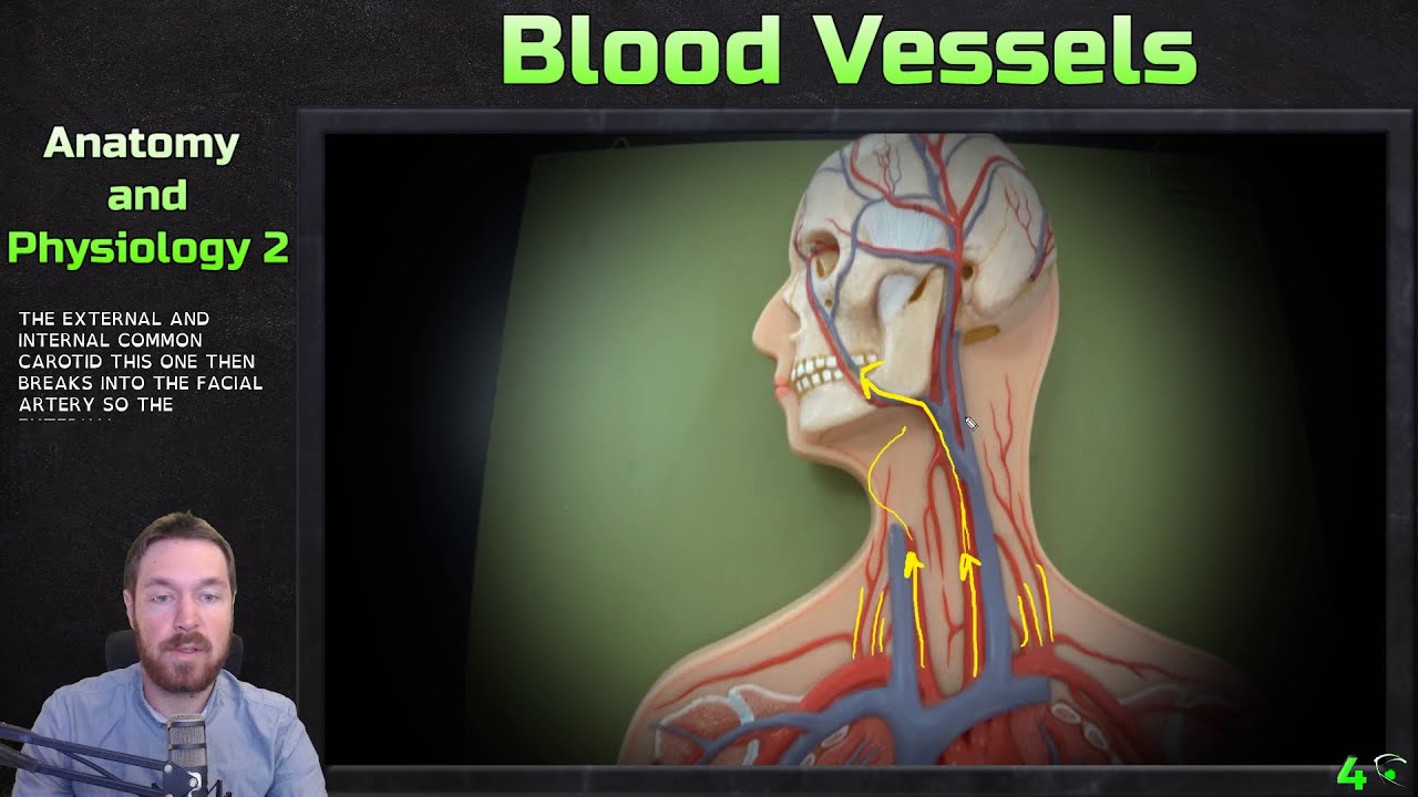 Cardiovascular System Model - Anatomy and Physiology 2 - YouTube
