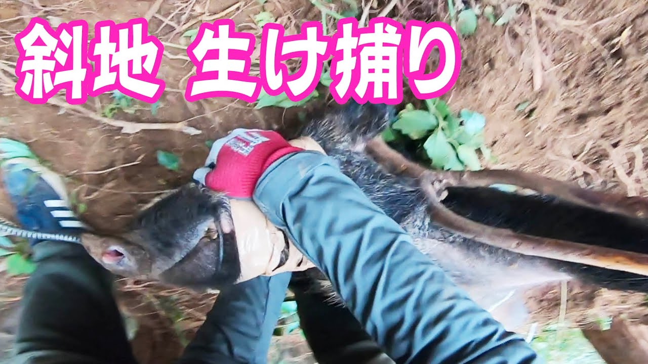 Trapped wild boar capture alive by rope [En subs] - YouTube