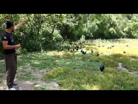 Tavuklarla konuşan genç