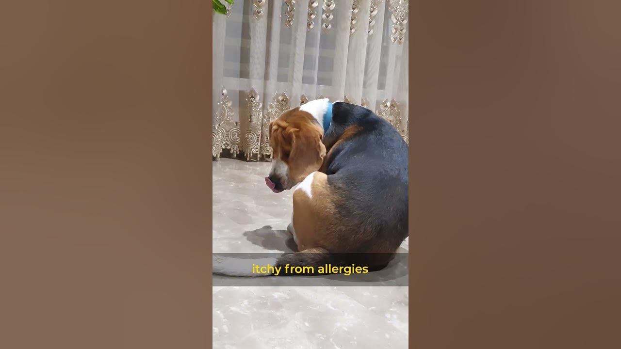 Why Do Dogs Bite Their Own Tail YouTube why-do-dogs-bite-their-own-tail-youtube