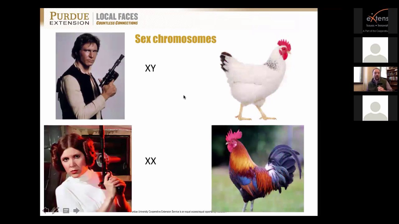 Avian genetics: Introduction to poultry breeding - YouTube