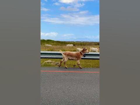 Who let the GOATS Out! - YouTube