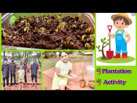 PLANTATION ACTIVITY | Kid’s Activity | Gardening Vlog | kitchen plants ...