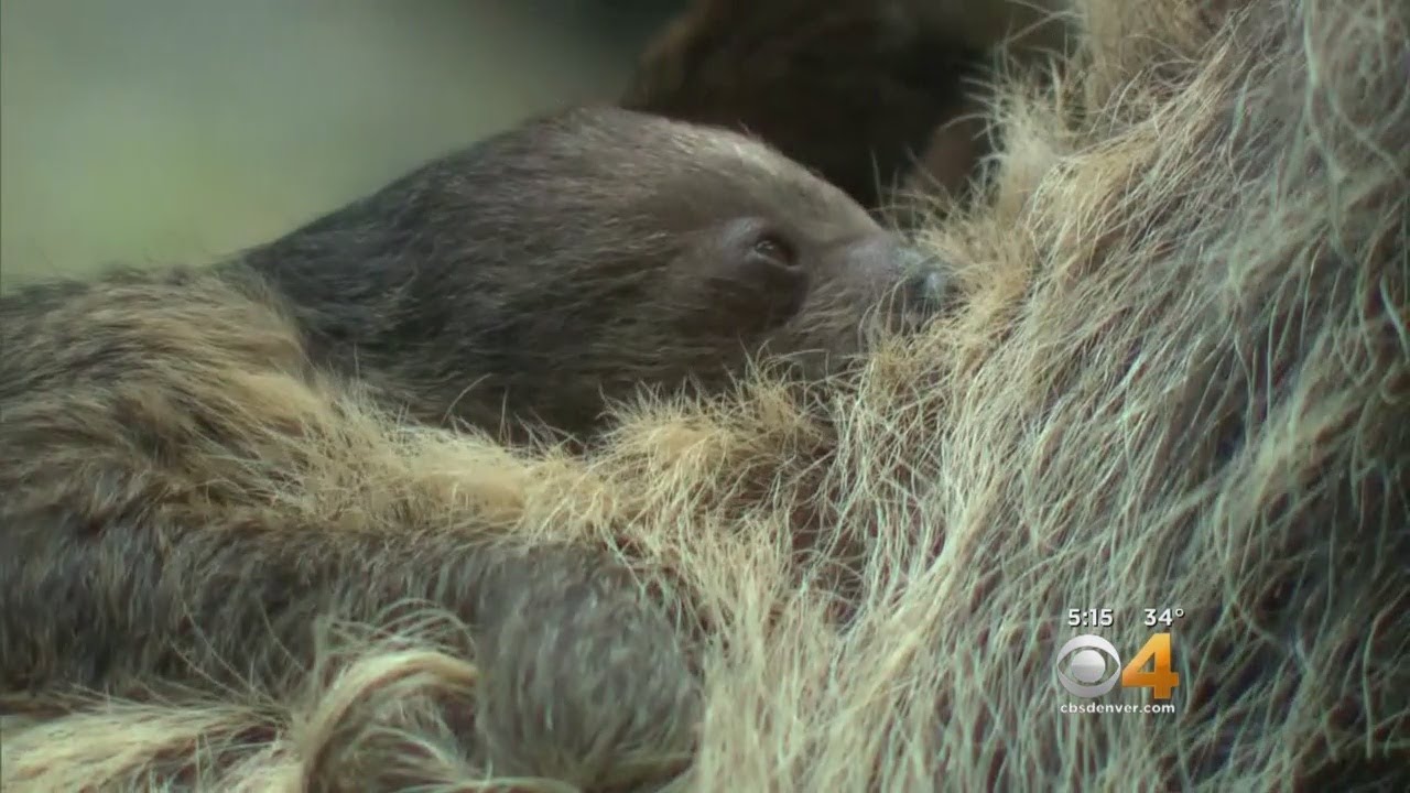 Baby Sloth Makes Appearance At Denver Zoo - YouTube