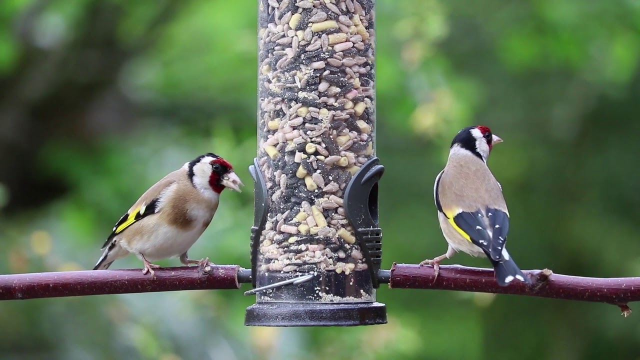 Avian Mating Calls - YouTube
