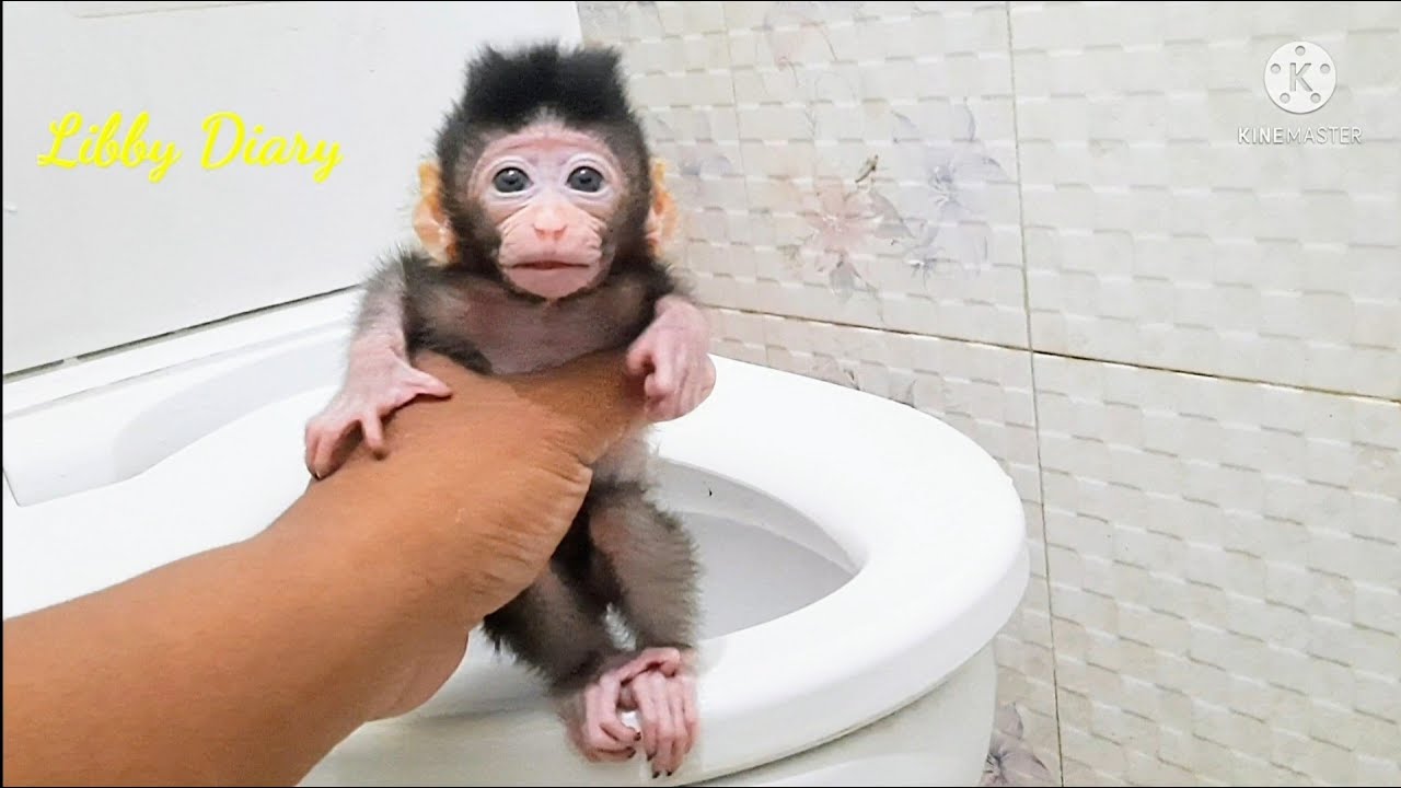 Wow,, baby monkey libby learn to defecate in the toilet - YouTube