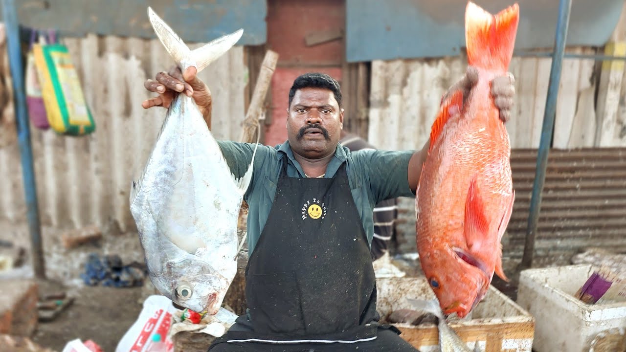 🔪RED SNAPPER & KANNADI PAARAI |KASIMEDU EXPERT FISH CUTTER SPEED 🔥 ...