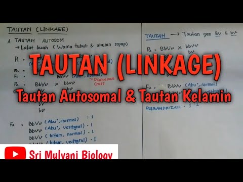 TAUTAN ATAU LINKAGE (TAUTAN AUTOSOMAL & TAUTAN KELAMIN)| Biologi XII ...