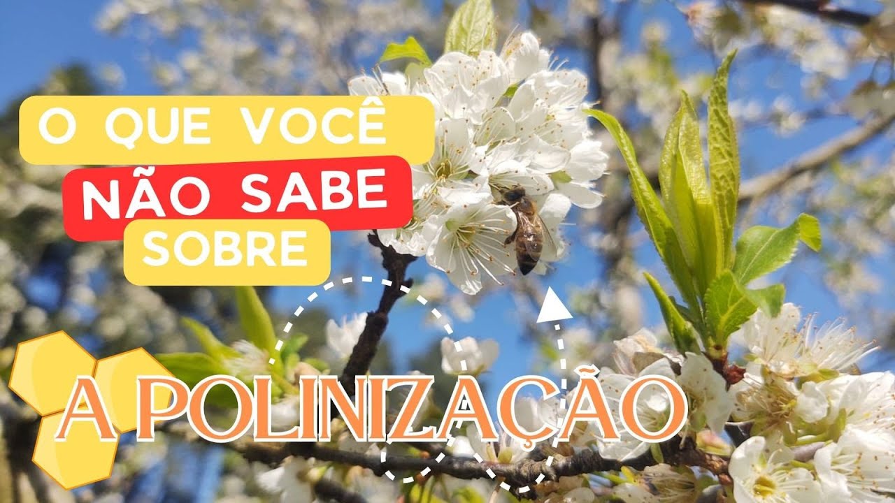 AMEIXAS: Como é a POLINIZAÇÃO das suas Plantas? - YouTube