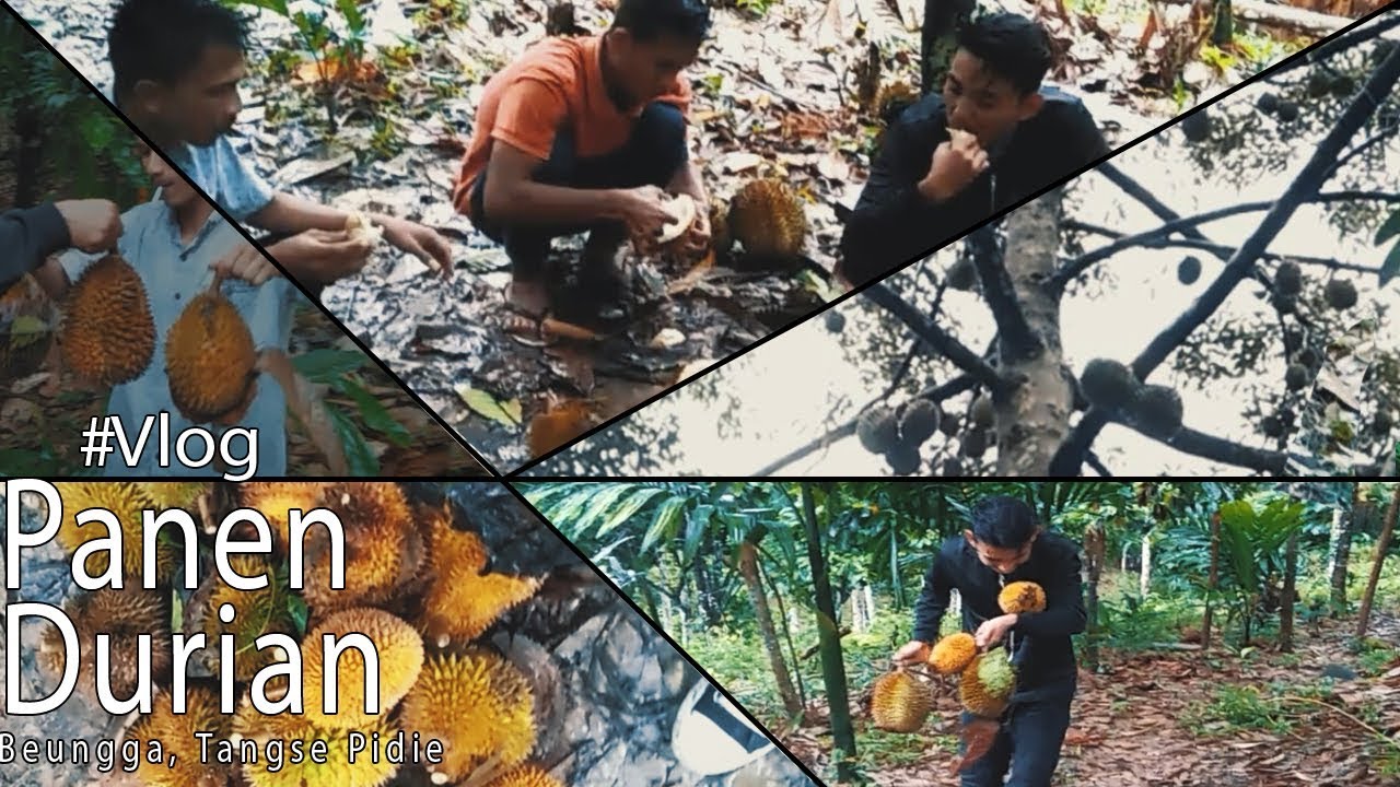 Mencicipi Durian Tangse, Pidie - YouTube