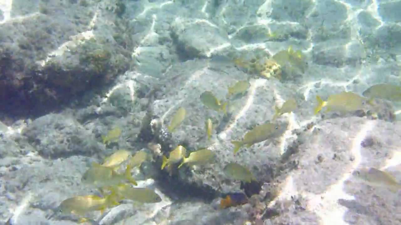 coco_cay_snorkeling.avi - YouTube