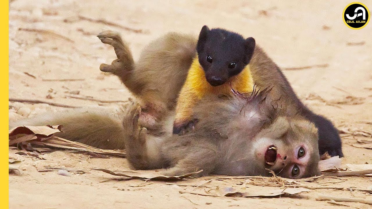 Sansar: Doğanın En Sevimli Suikastçısı - YouTube