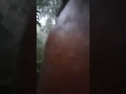 VIRAL || menemukan seorang pemuda yg tersesat di tengah hutan
