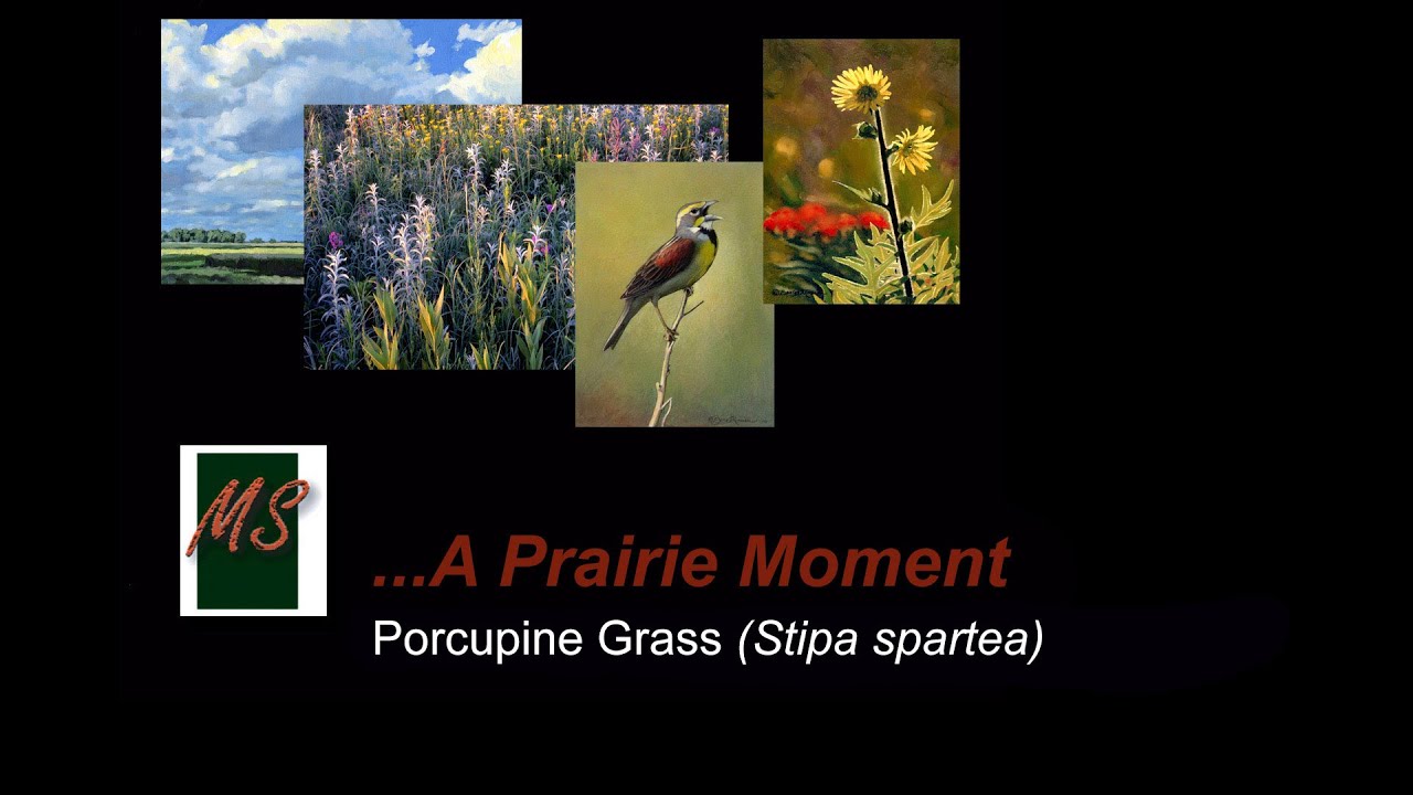A Prairie Moment - Porcupine Grass (Stipa spartea) - YouTube