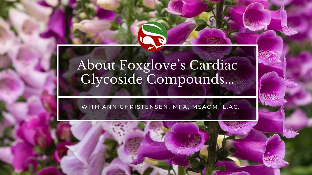 About Foxglove’s Cardiac Glycoside Compounds... - YouTube