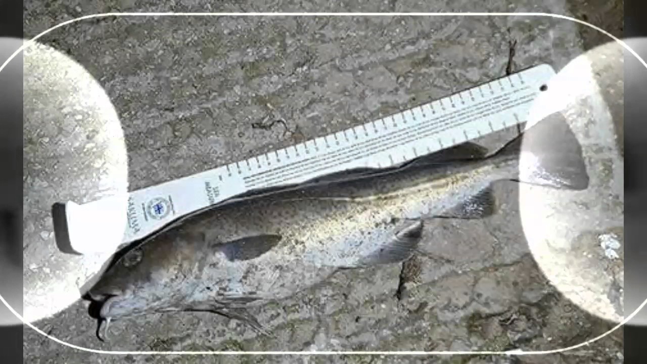 Solent seagoo sea fishing bait attractant - YouTube