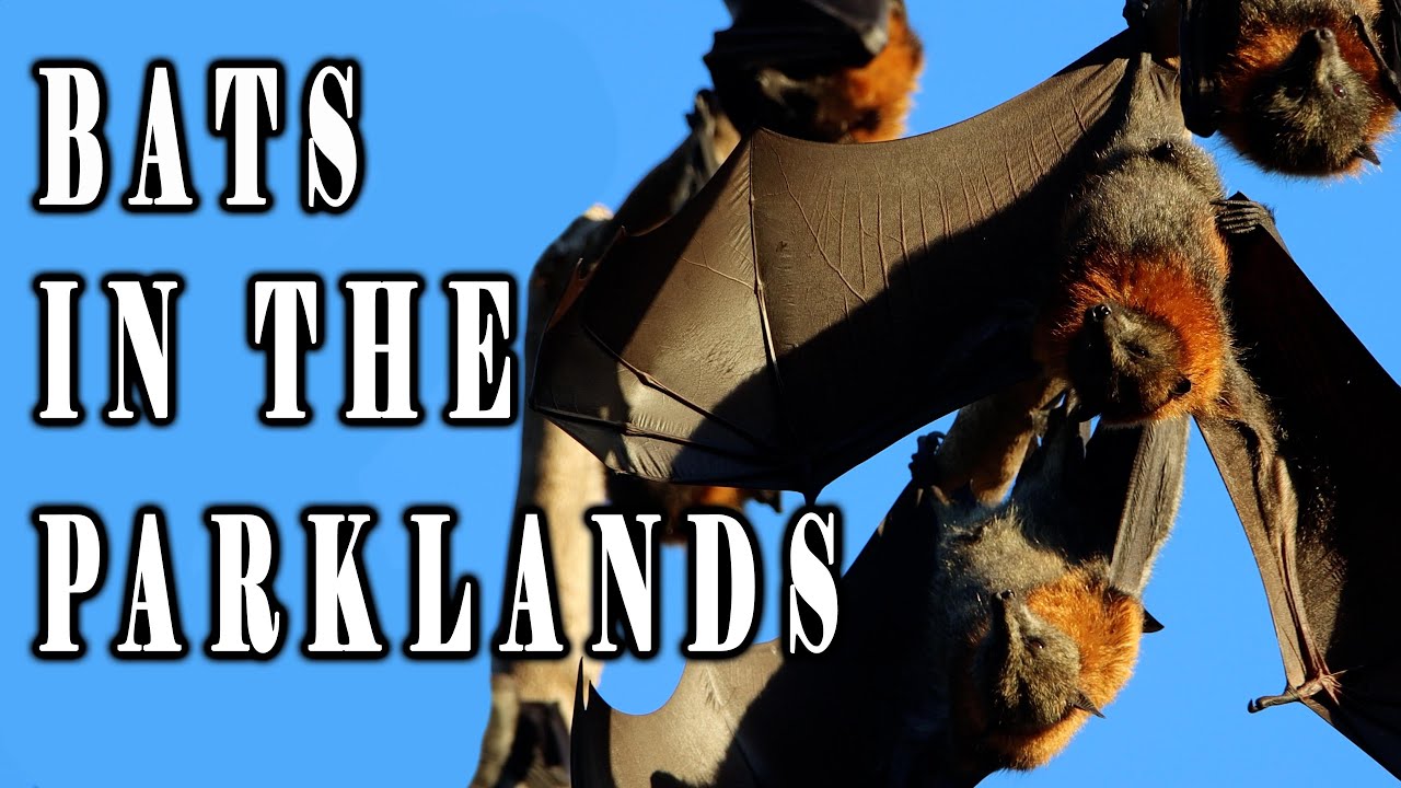 Meet The Bats Of Adelaide's Parklands - Noise, commotion and a dip in ...