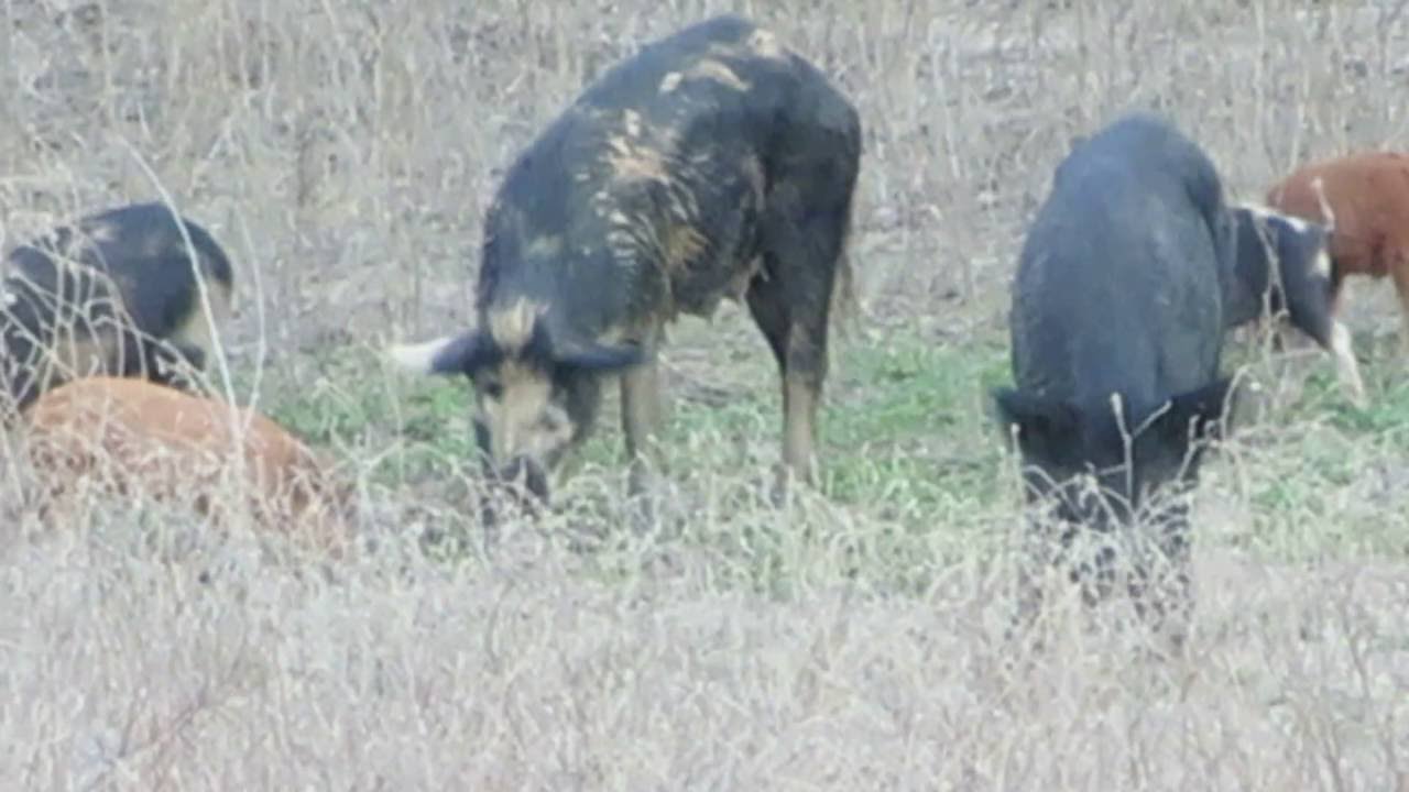 The Texas wild boar family hunting in the dry tank - YouTube