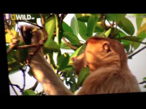 Proboscis Monkey Farting